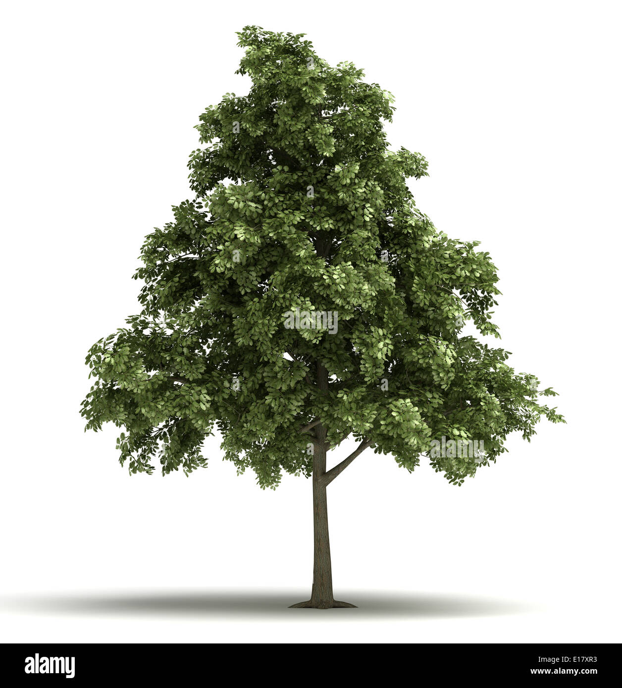 Quercus petraea Cut Out Stock Images & Pictures - Alamy