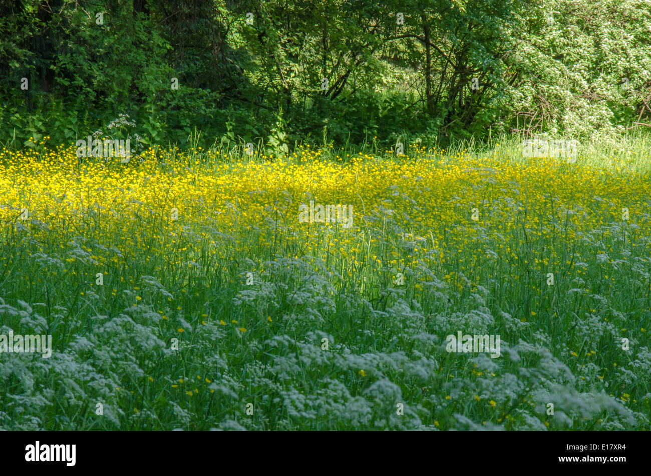 forest summer meadow with wildflowers Stock Photo - Alamy