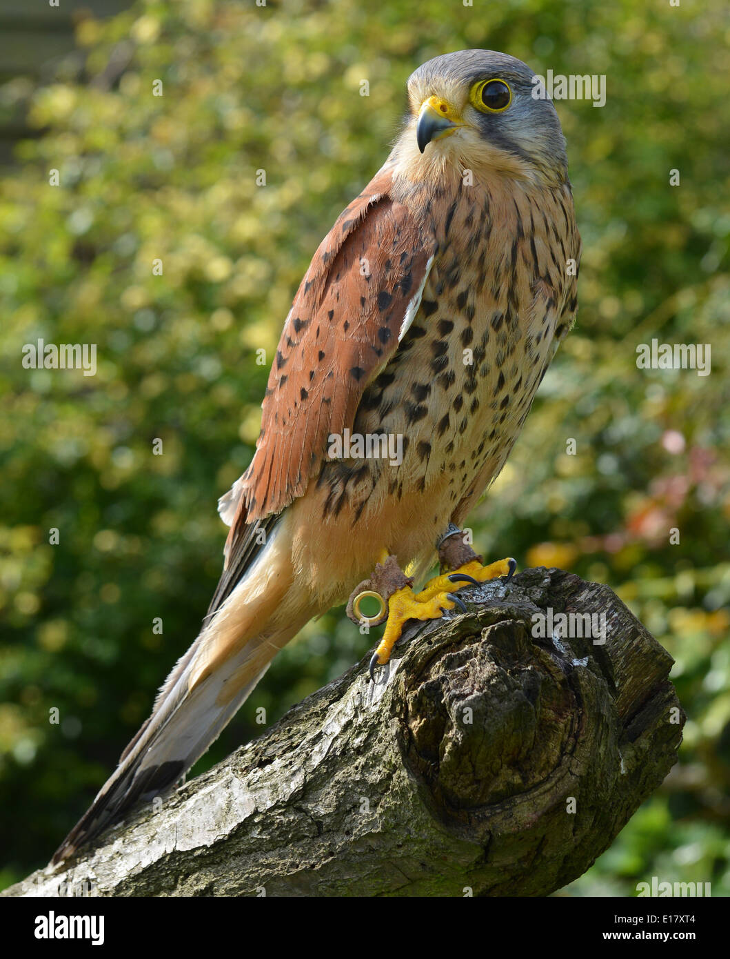 Kestrel perch hi-res stock photography and images - Alamy