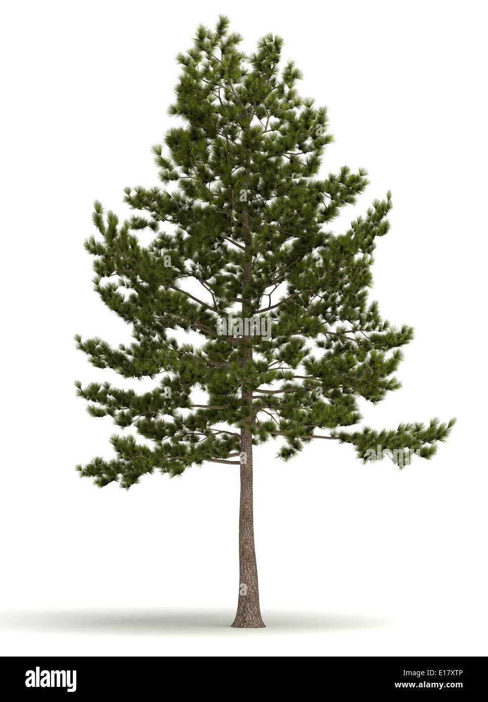 Single Pine Tree (isolated white background Stock Photo - Alamy