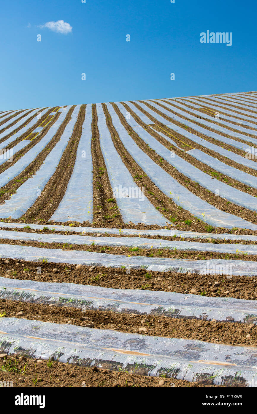 A crop covered in rows of plastic sheeting in a field on the Furnes ...