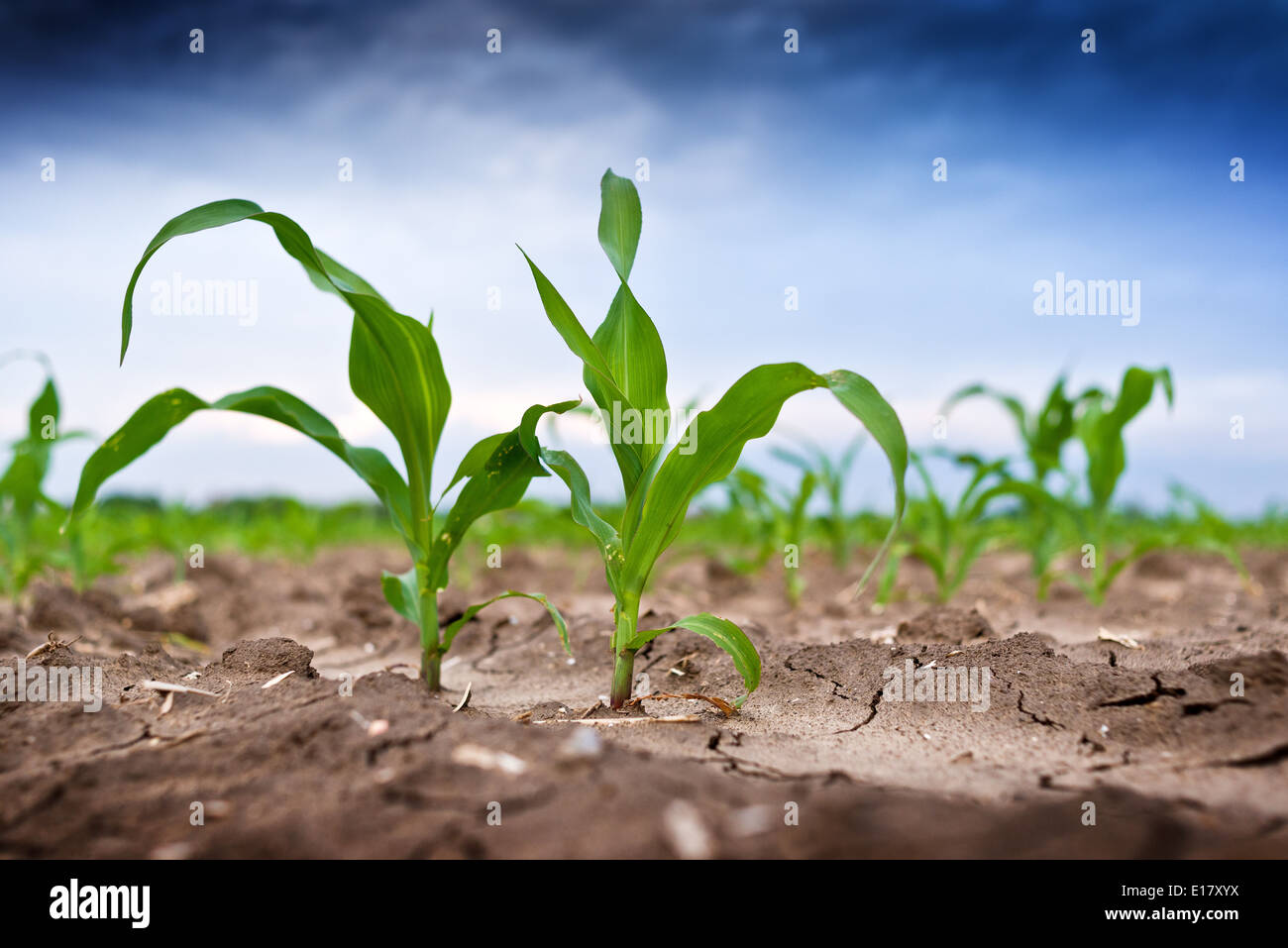 Young green corn in agricultural field in early spring, selective focus ...