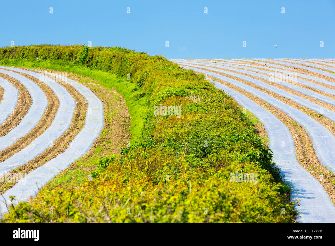 Seedling and farm crop field hi-res stock photography and images - Alamy