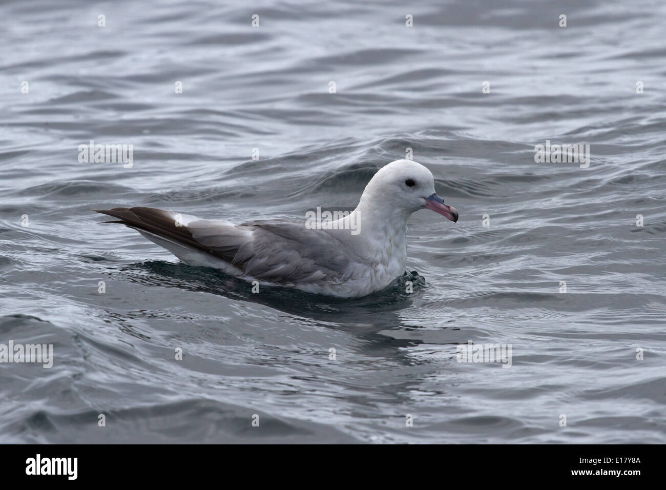 Antarctic fulmars sitting on the water off the coast of the Antarctic ...