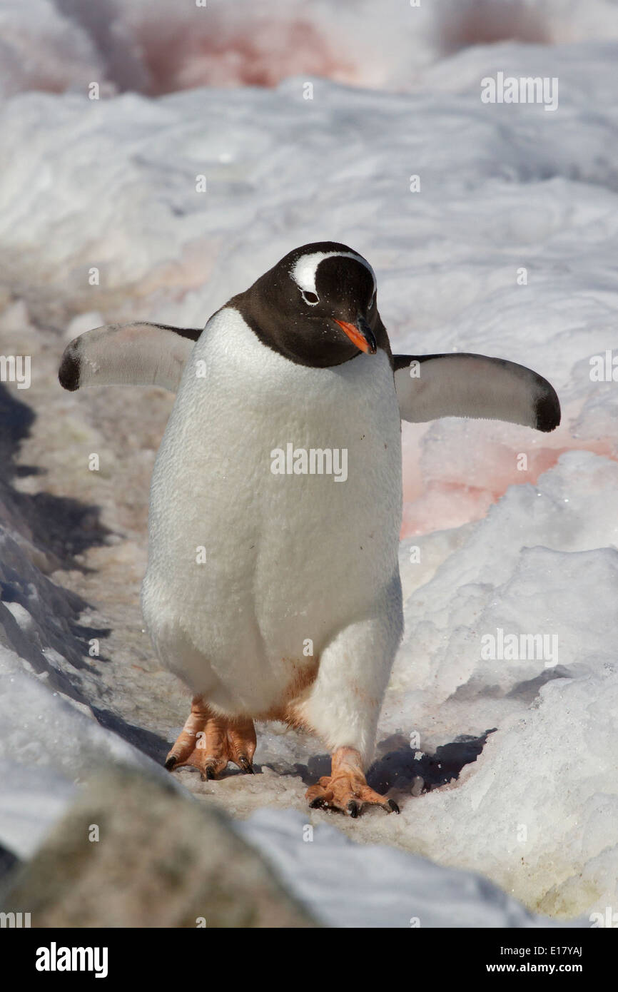 Penguin trail in antarctica hi-res stock photography and images - Alamy