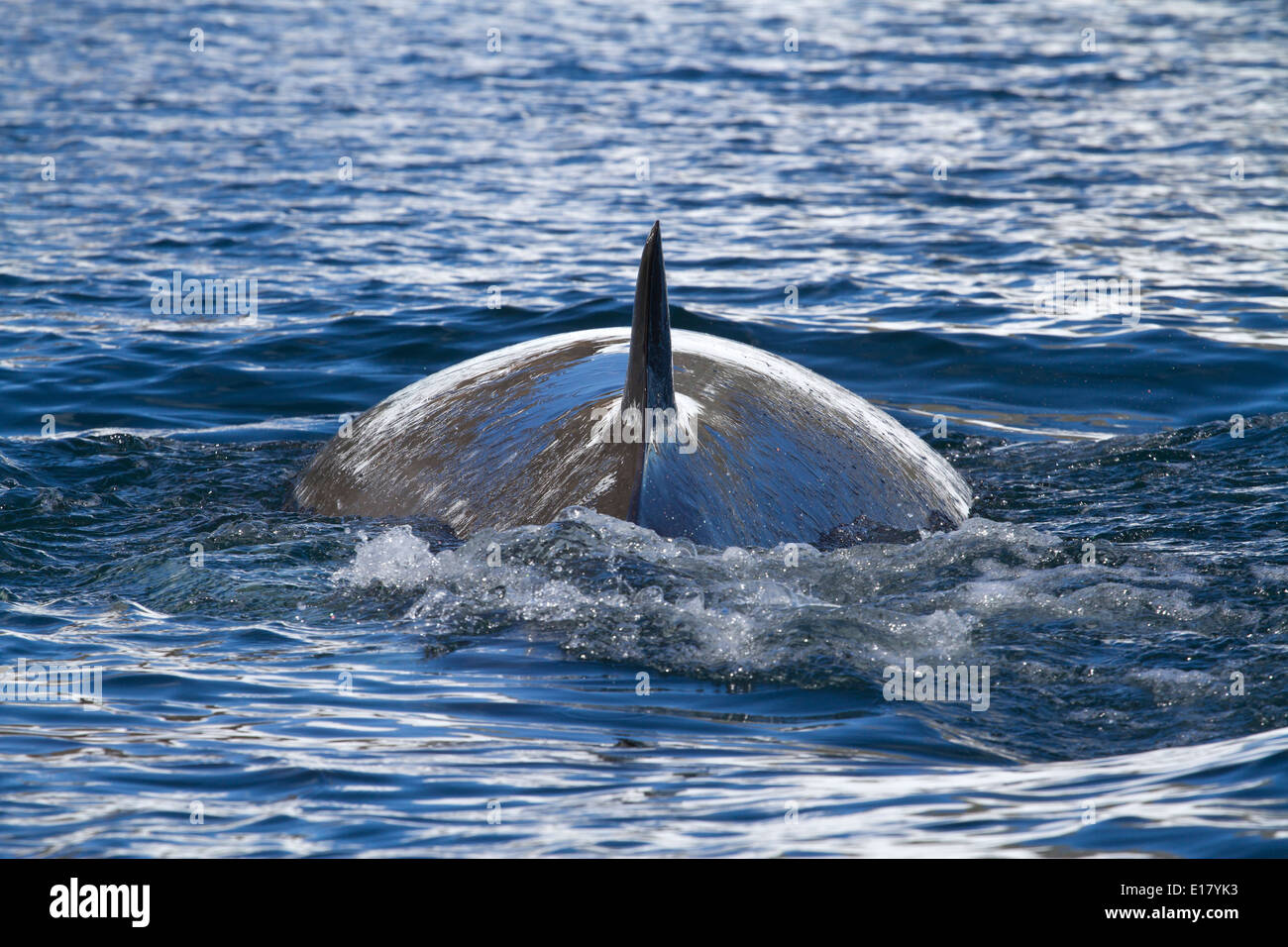 Minke whale back surfaced ocean in the Antarctic Peninsula Stock Photo ...