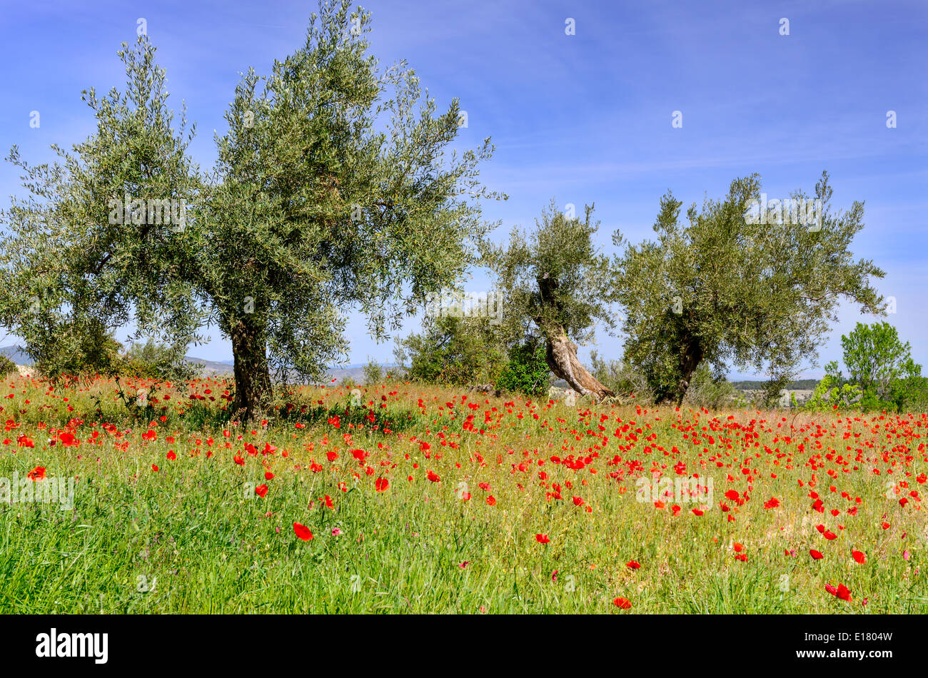 Field poppies olive trees hi-res stock photography and images - Alamy