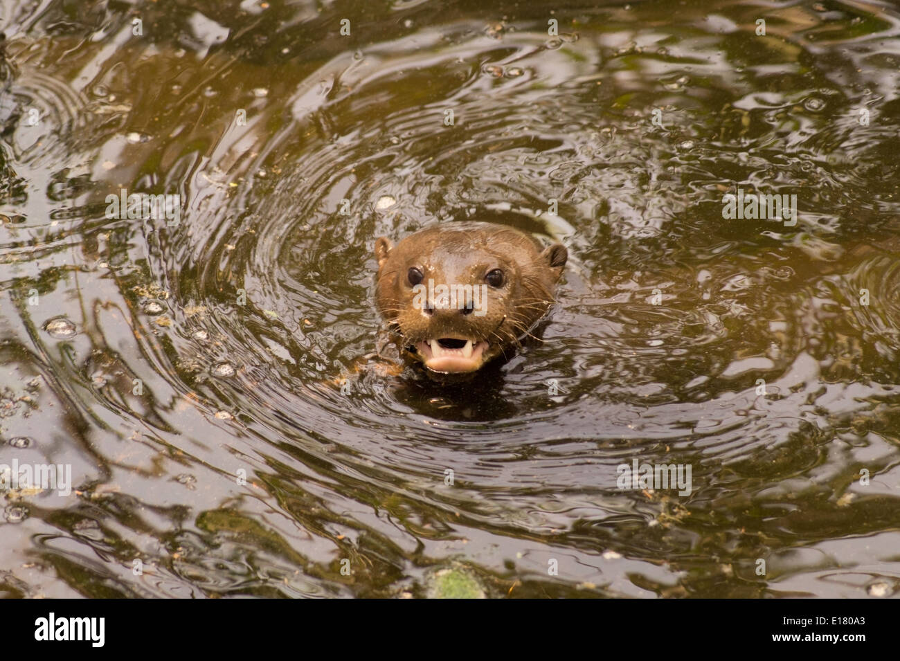 Giant river otter hi-res stock photography and images - Alamy