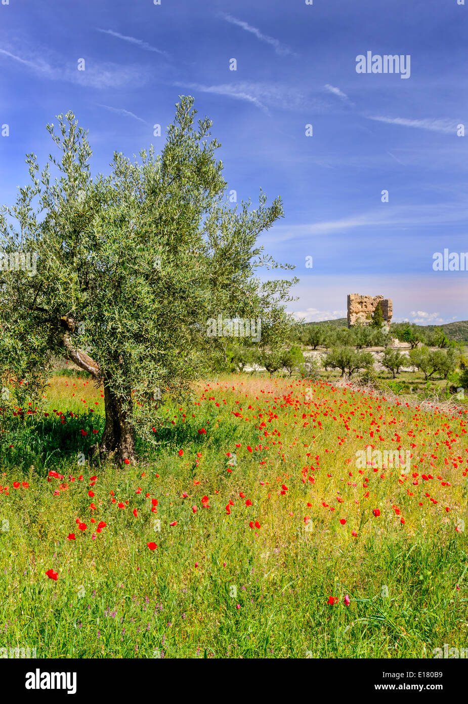 Poppy Field at Agres near Ontinyent Valencia Province Spain Stock Photo ...