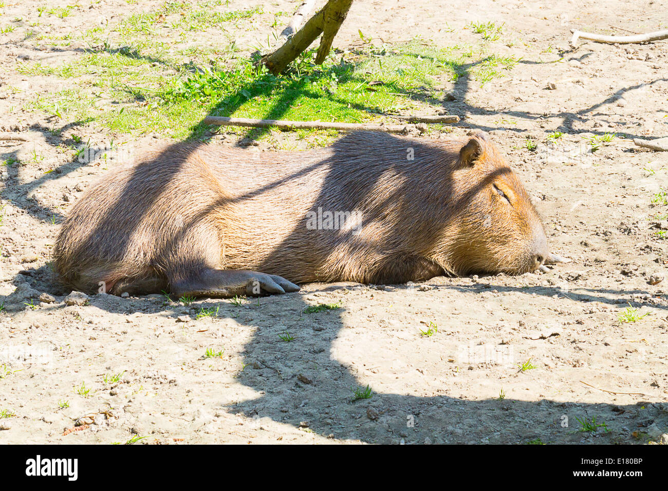 Capy hi-res stock photography and images - Alamy