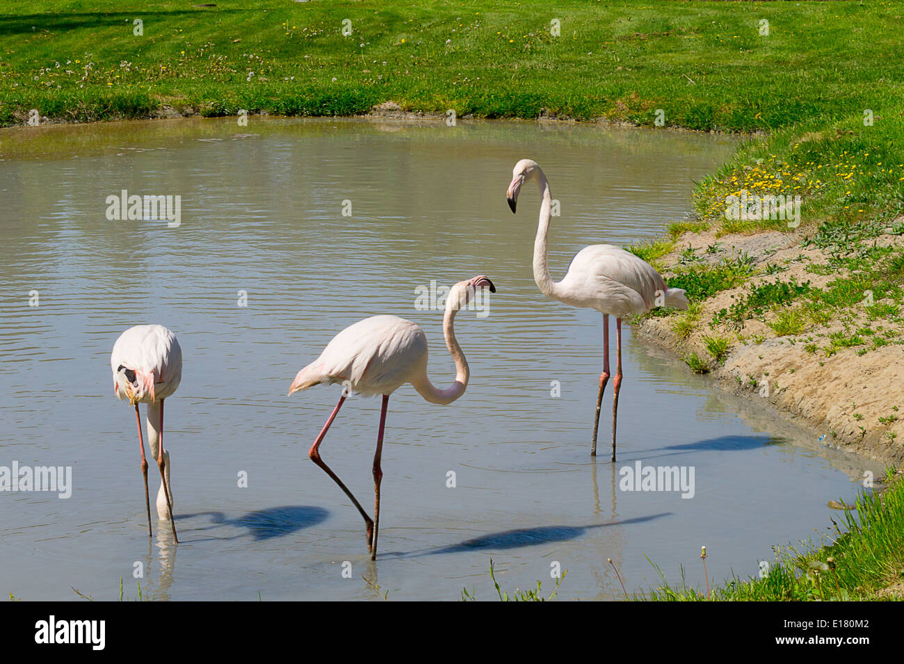 Flamingo group drinking water in hi-res stock photography and images ...