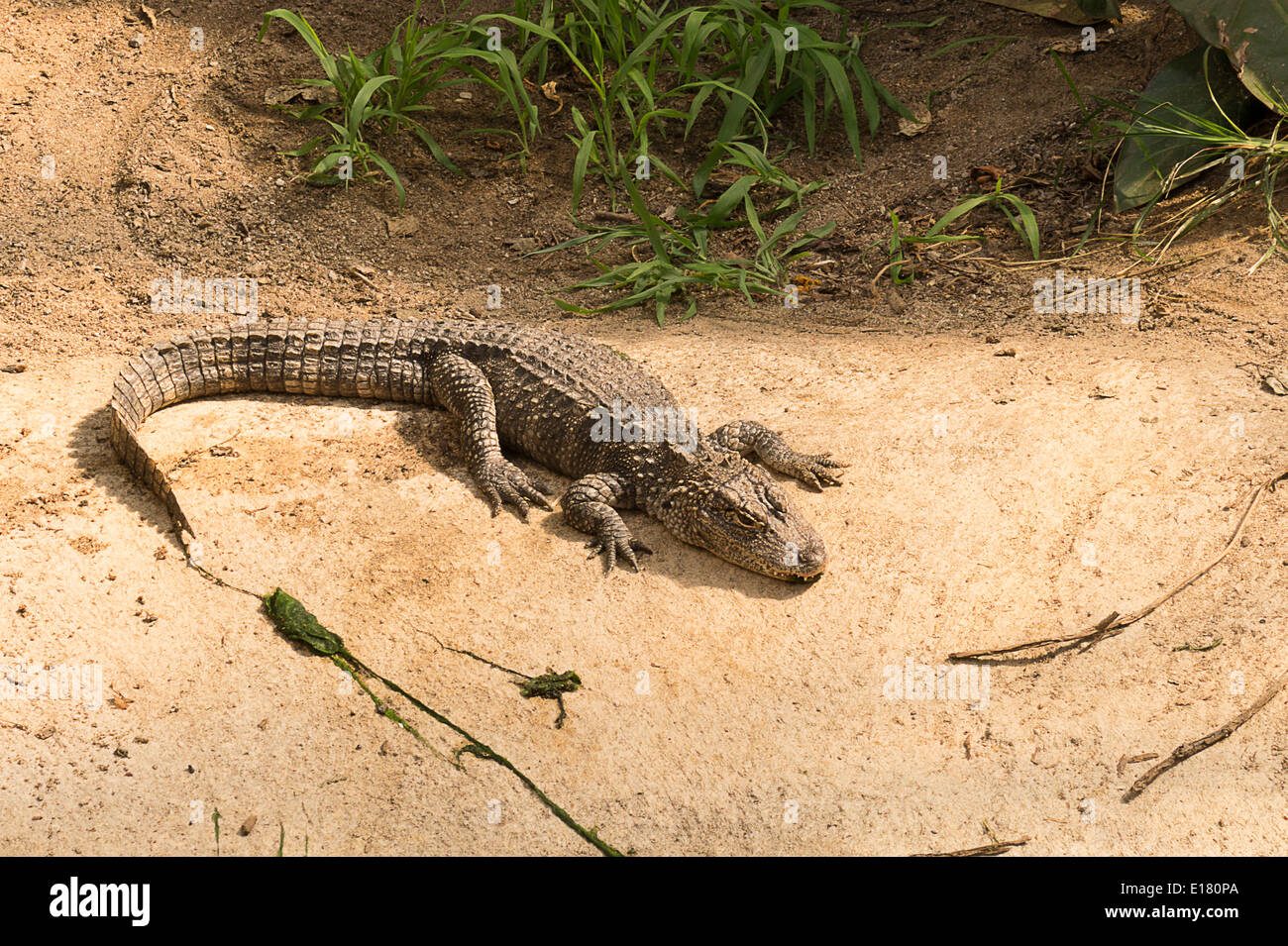 Chinese alligator hi-res stock photography and images - Alamy