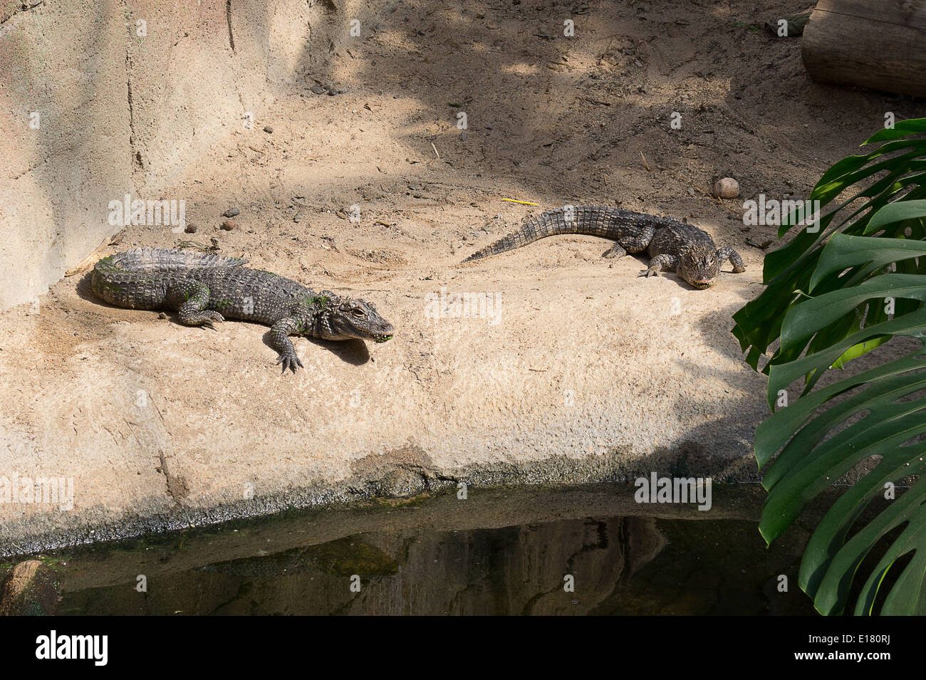 Chinese alligators hi-res stock photography and images - Alamy