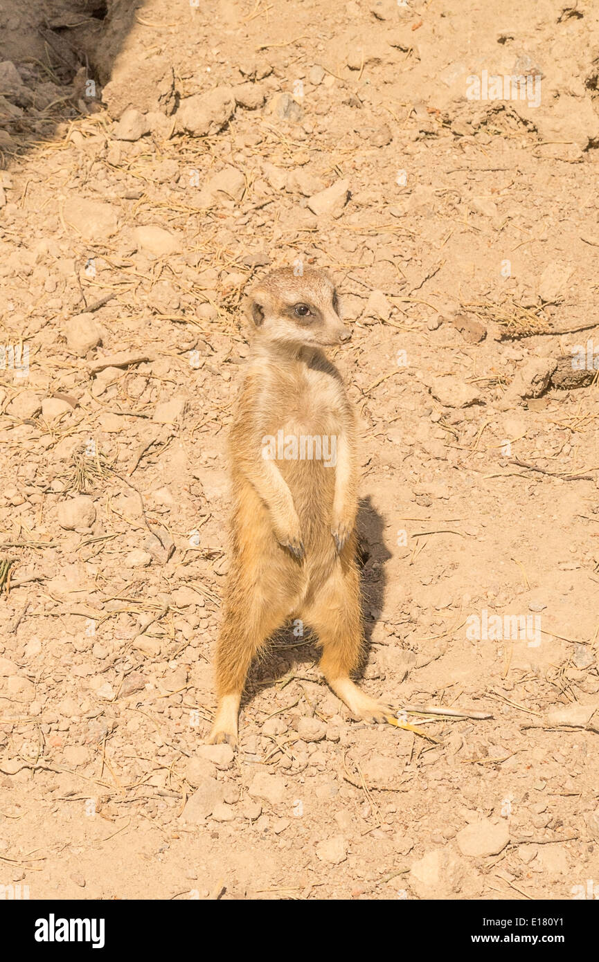Alone meerkat hi-res stock photography and images - Alamy