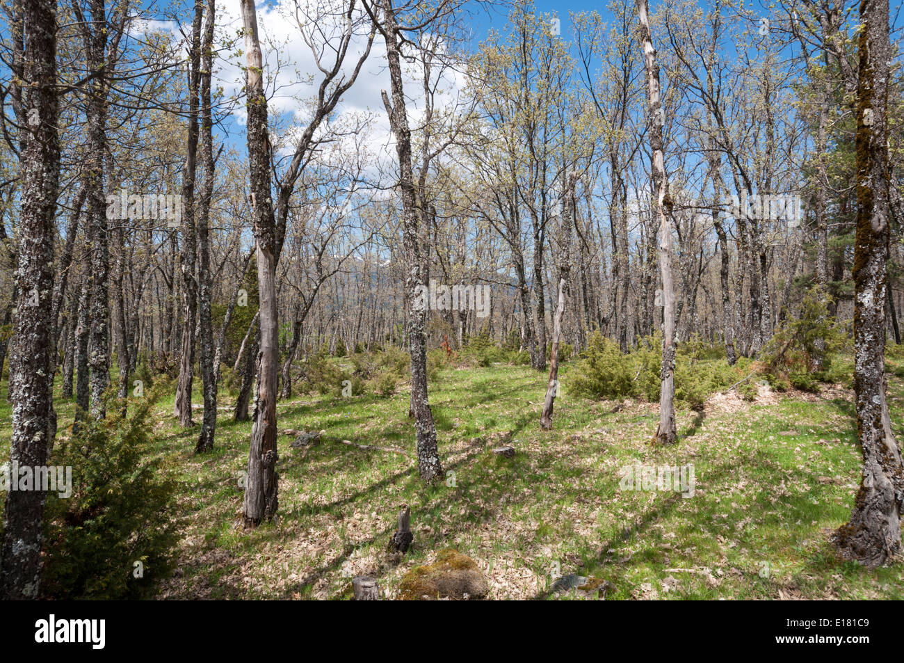 Pyrenean oak quercus pyrenaica hi-res stock photography and images - Alamy