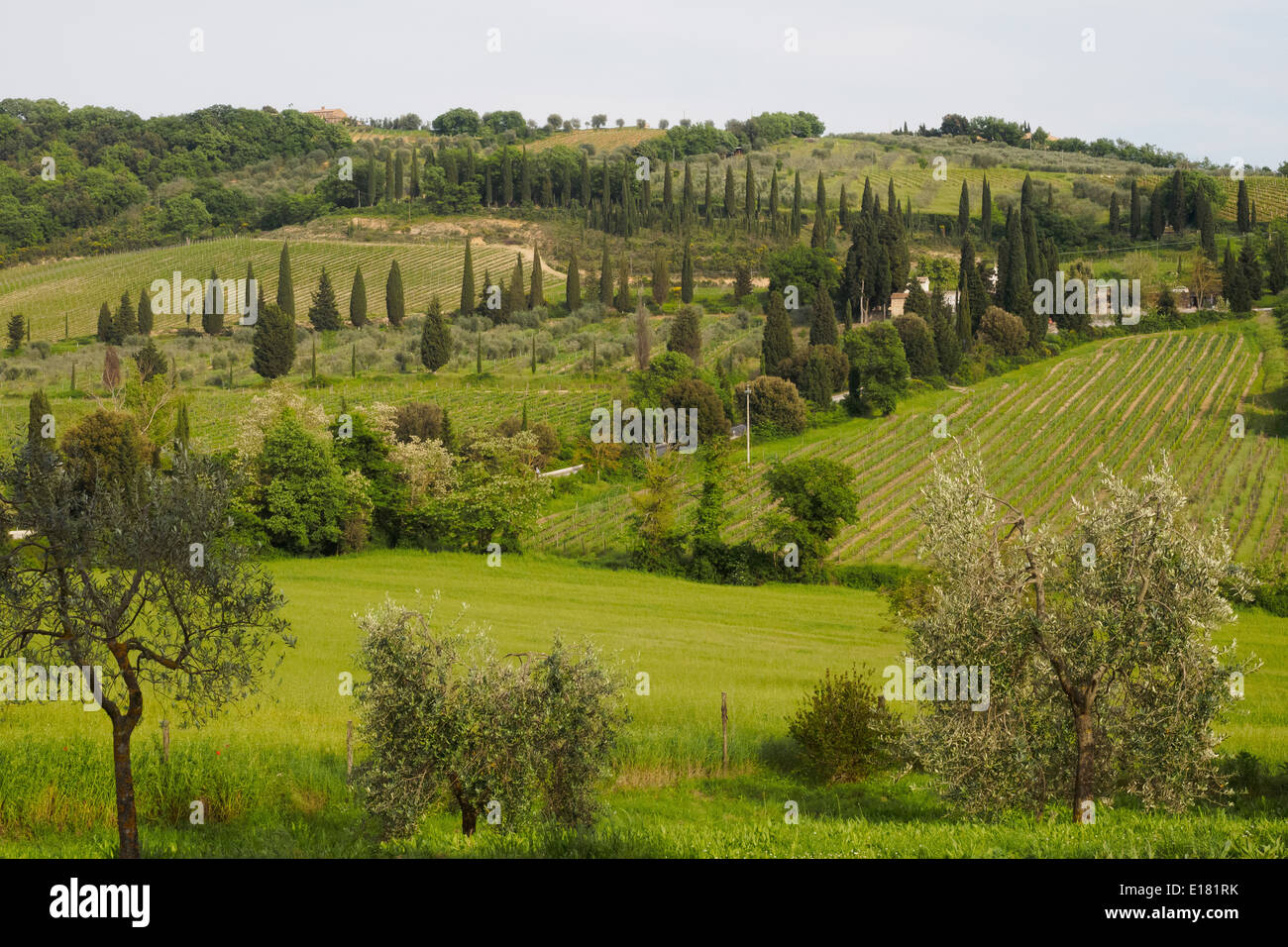 Tuscany landscape from St. Antimo Abbey near Siena, Italy Stock Photo ...