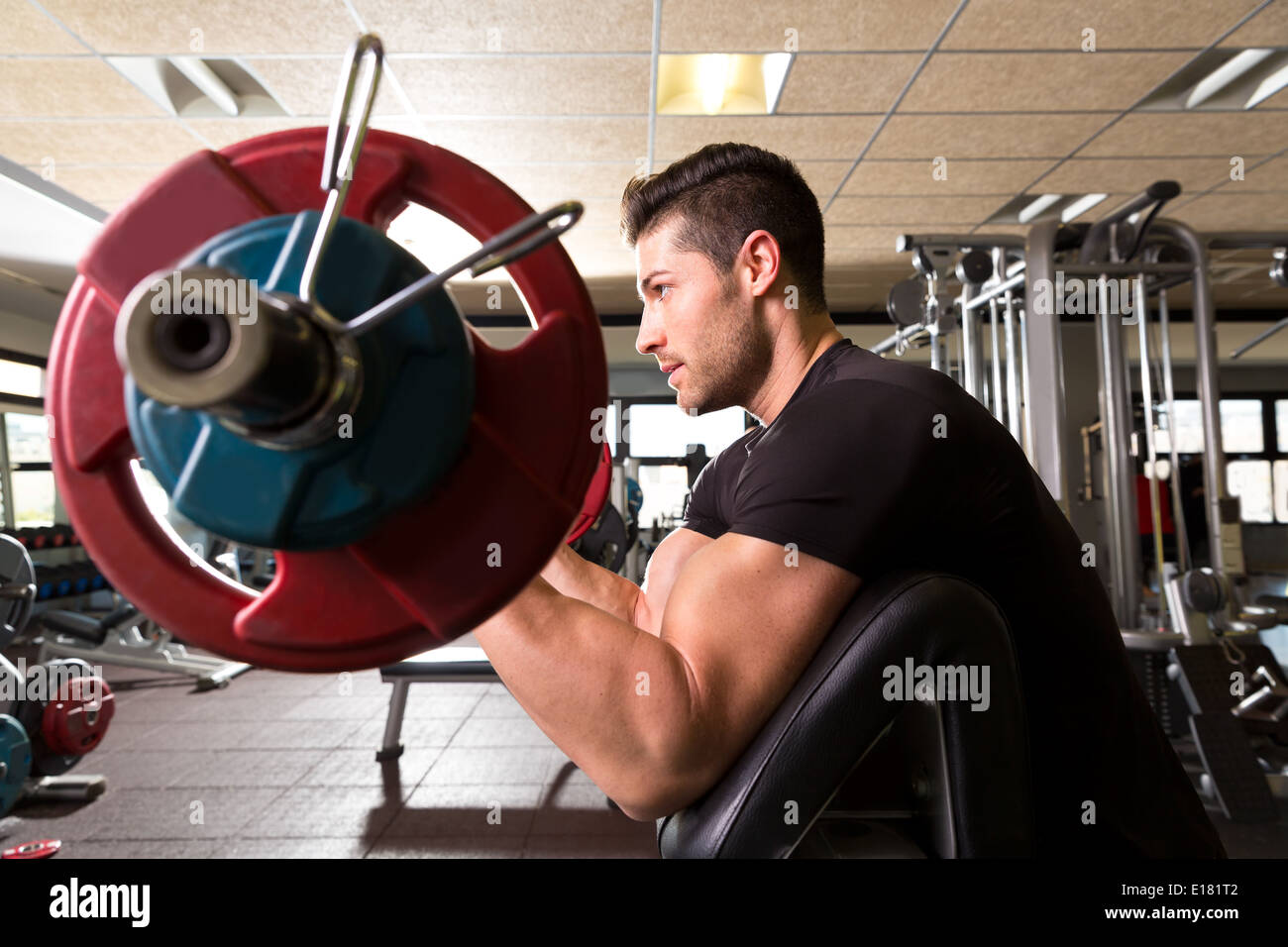 biceps preacher bench arm curl workout man at fitness gym Stock Photo ...