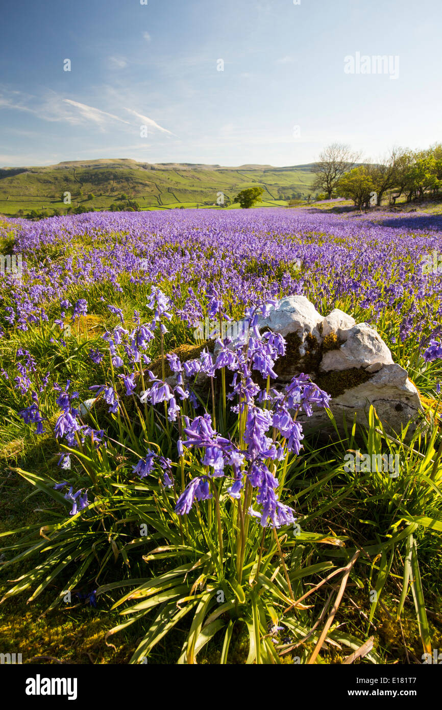 Spring woodland yorkshire dales hi-res stock photography and images - Alamy