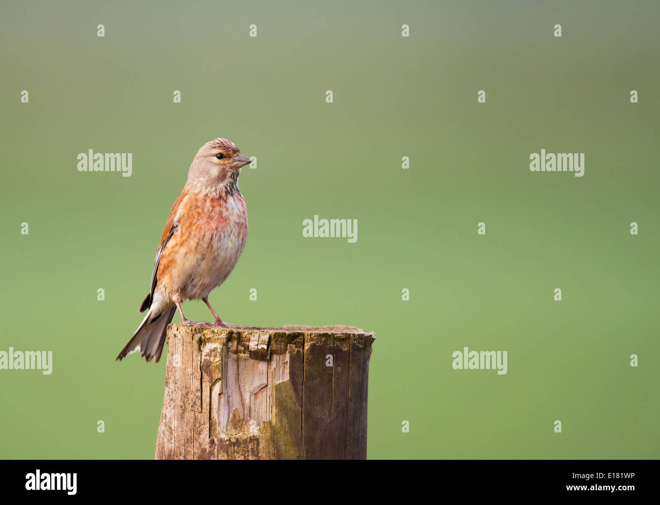 Female linnet hi-res stock photography and images - Alamy