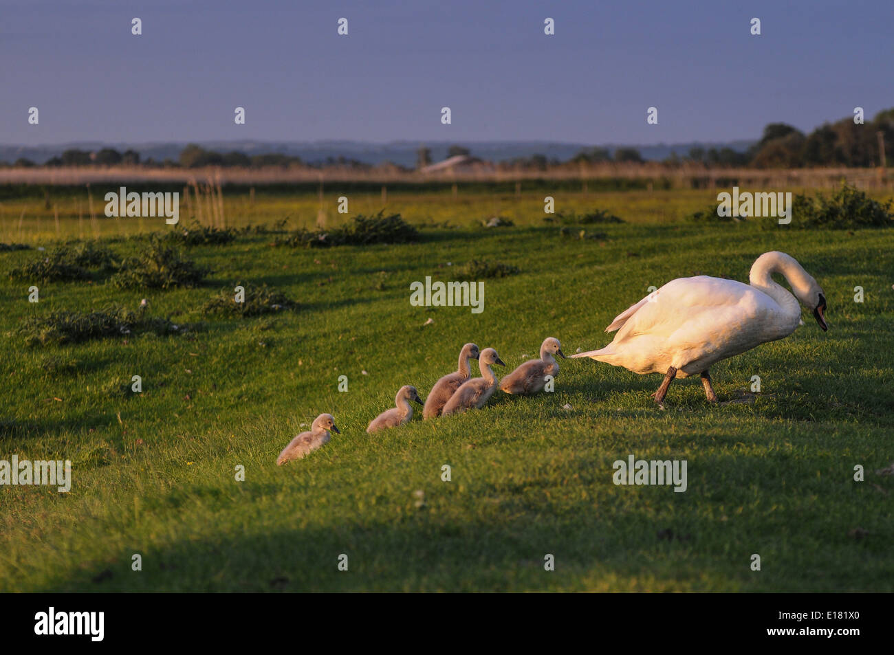 Romney Marsh, Kent, UK..25th May 2014..Cygnets follow Swan, in line ...