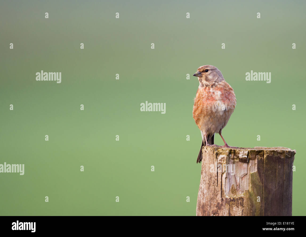 Female linnet bird hi-res stock photography and images - Alamy