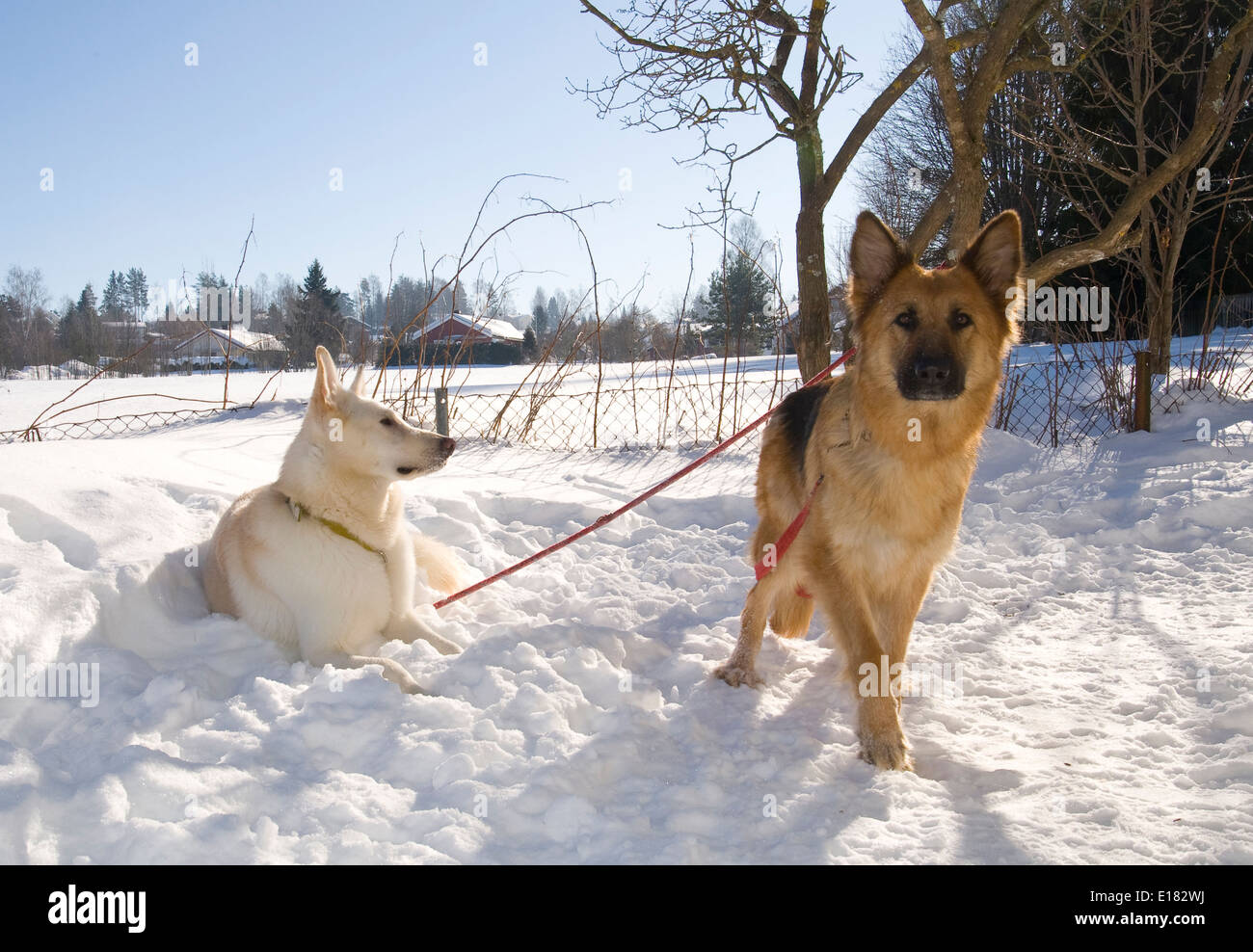 2 dogs playing in the snow Stock Photo - Alamy