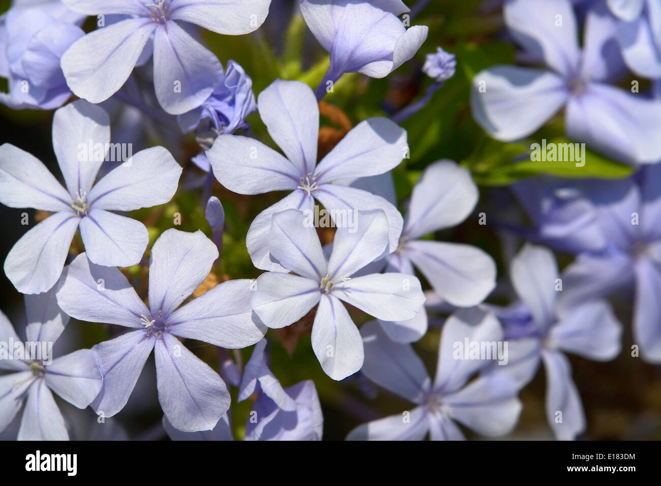 Light Blue Flower Stock Photo - Alamy