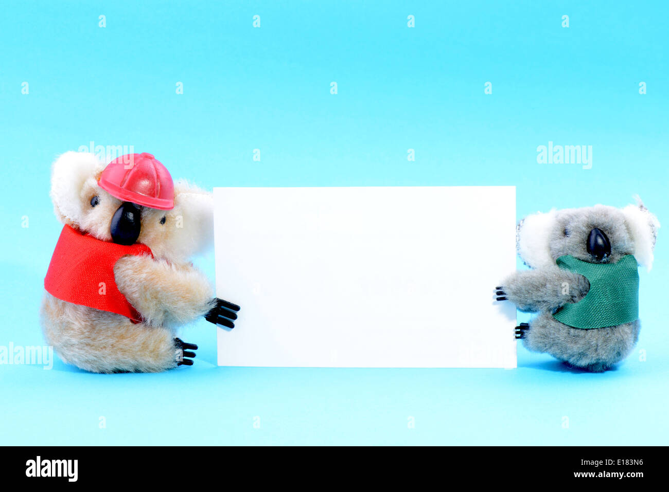 Koala holding sign hi-res stock photography and images - Alamy