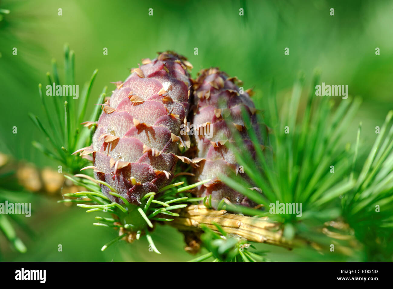 Ovulate cones (strobiles) of larch tree in spring, May Stock Photo - Alamy
