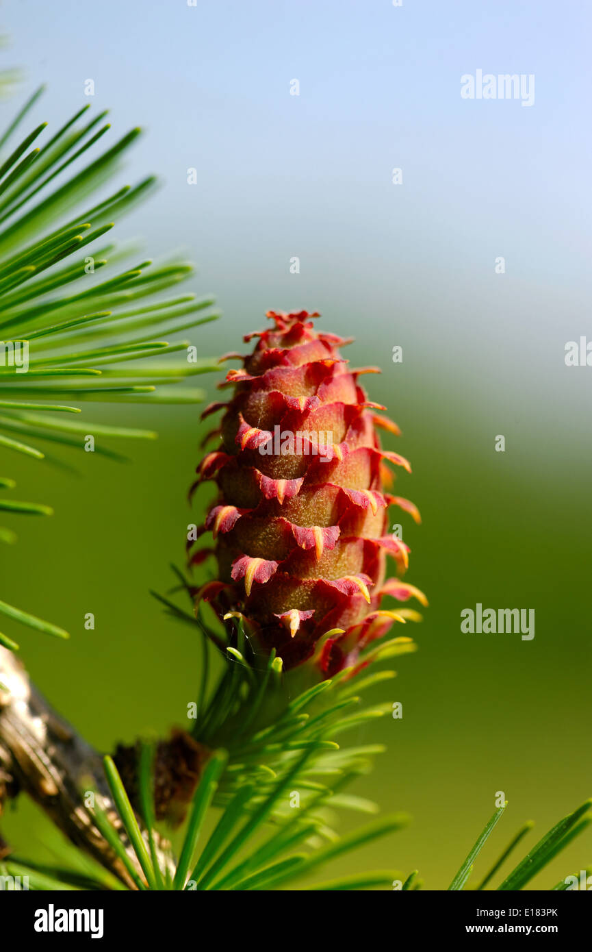 Ovulate cone (strobile) of larch tree, spring, May Stock Photo - Alamy