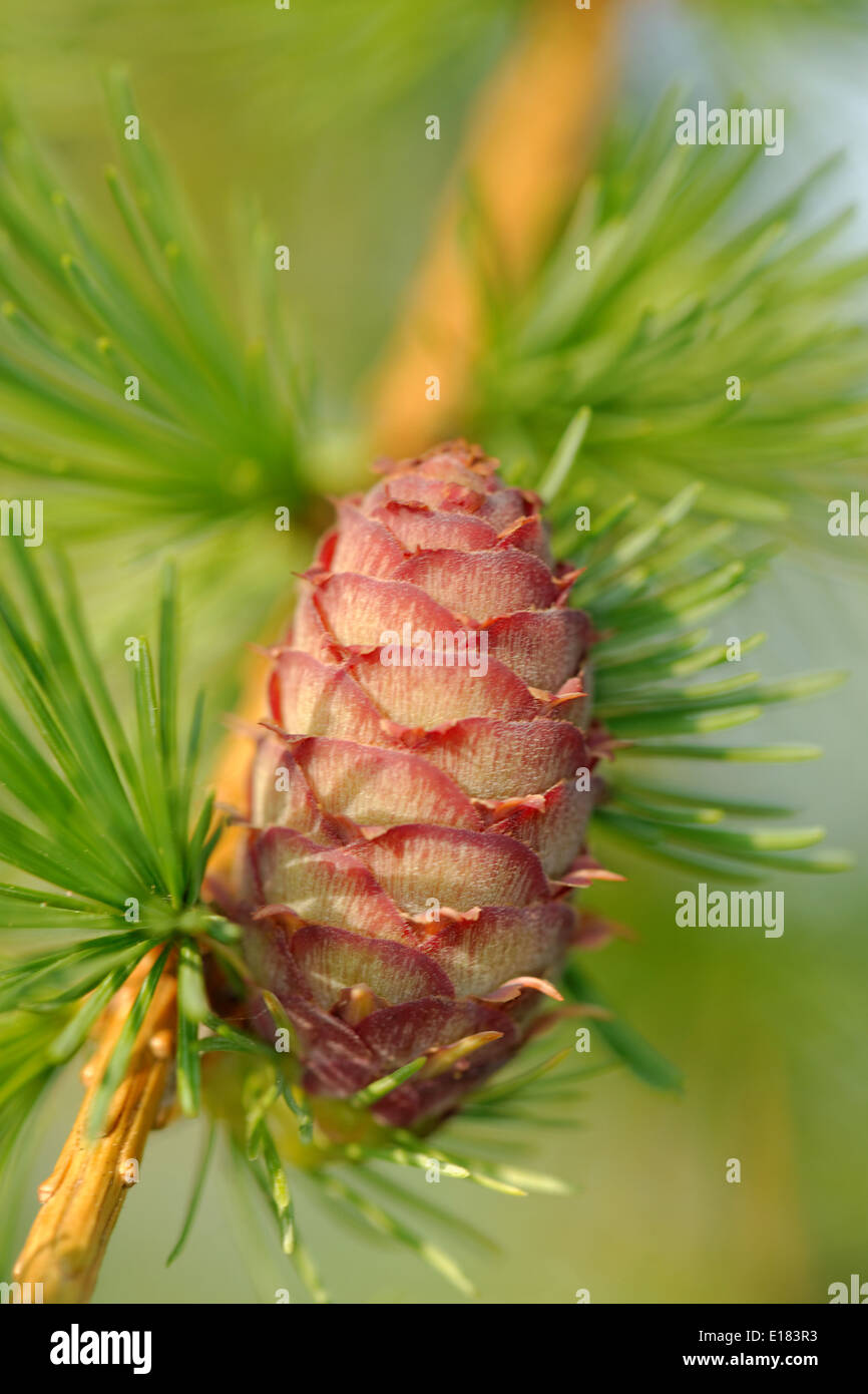 Ovulate cone (strobile) of larch tree, spring, May Stock Photo - Alamy