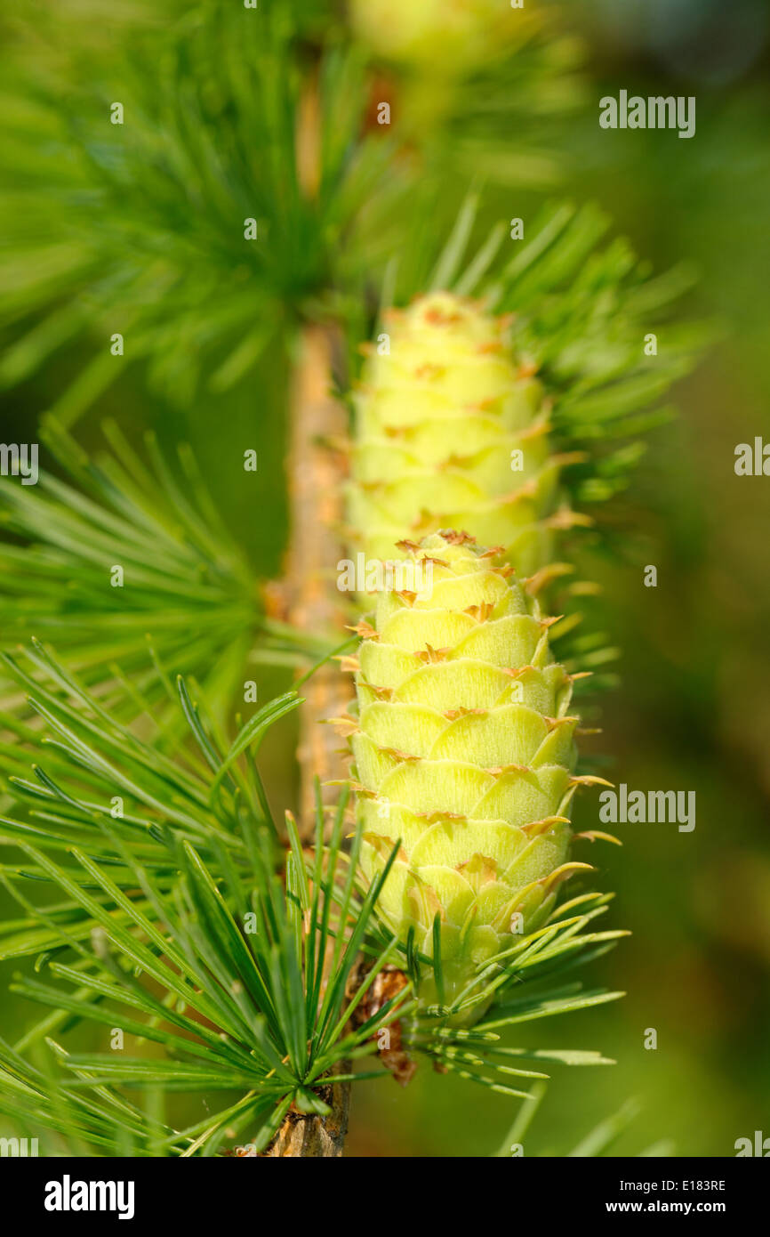 Ovulate cones (strobiles) of larch tree, spring, May Stock Photo - Alamy