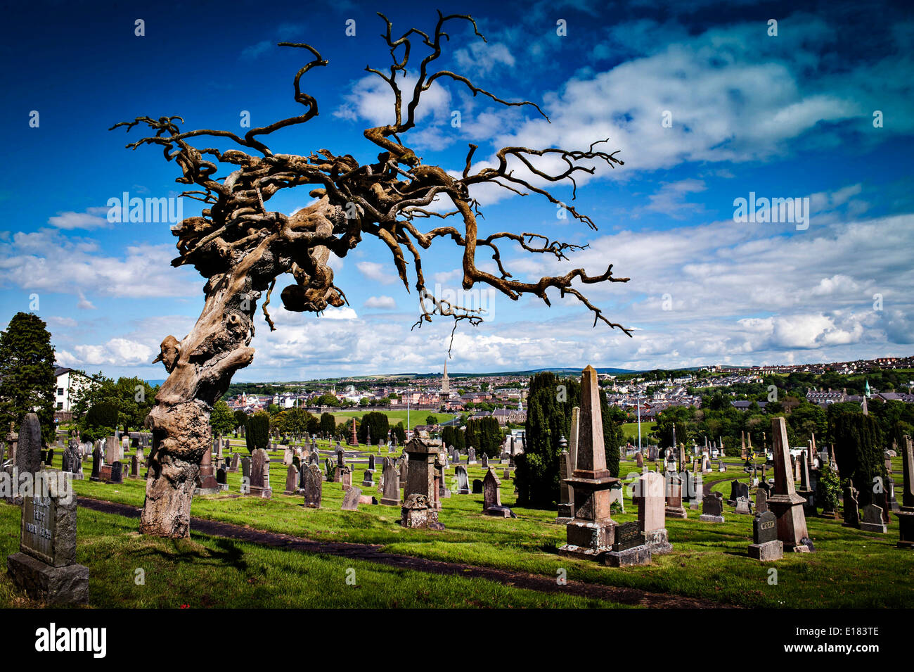 Dead tree overlooking the City Cemetery, Derry, Londonderry, Northern Ireland Stock Photo - Alamy