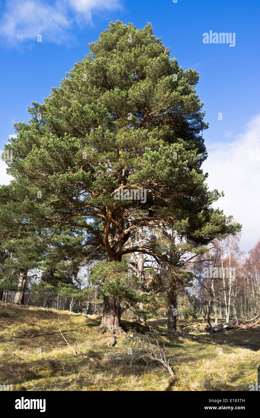 Fir tree trees hi-res stock photography and images - Alamy