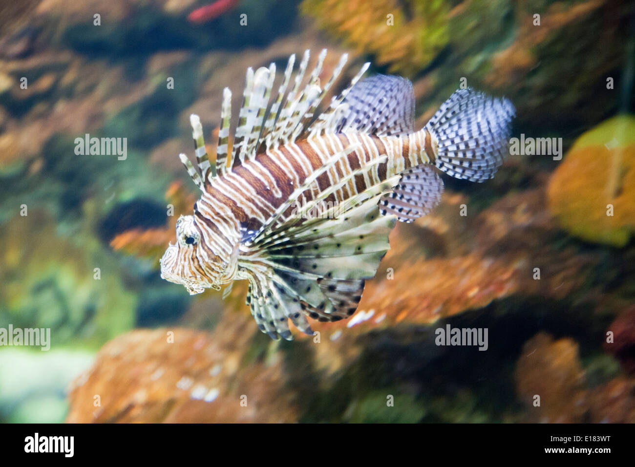 scorpion fish, aquarium, barcelona, catalonia, spain, europe Stock ...