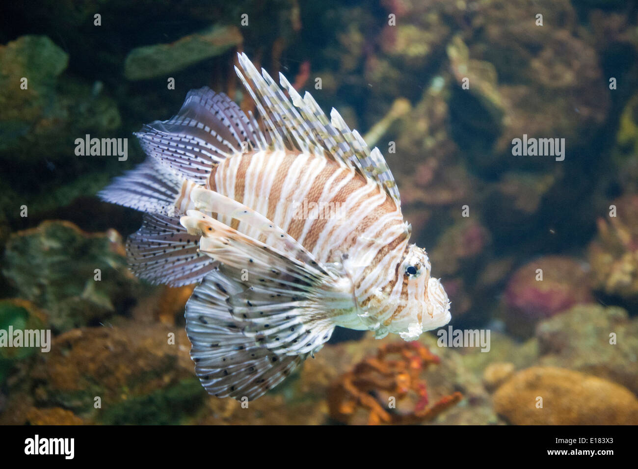 Scorpion fish underwater hi-res stock photography and images - Alamy