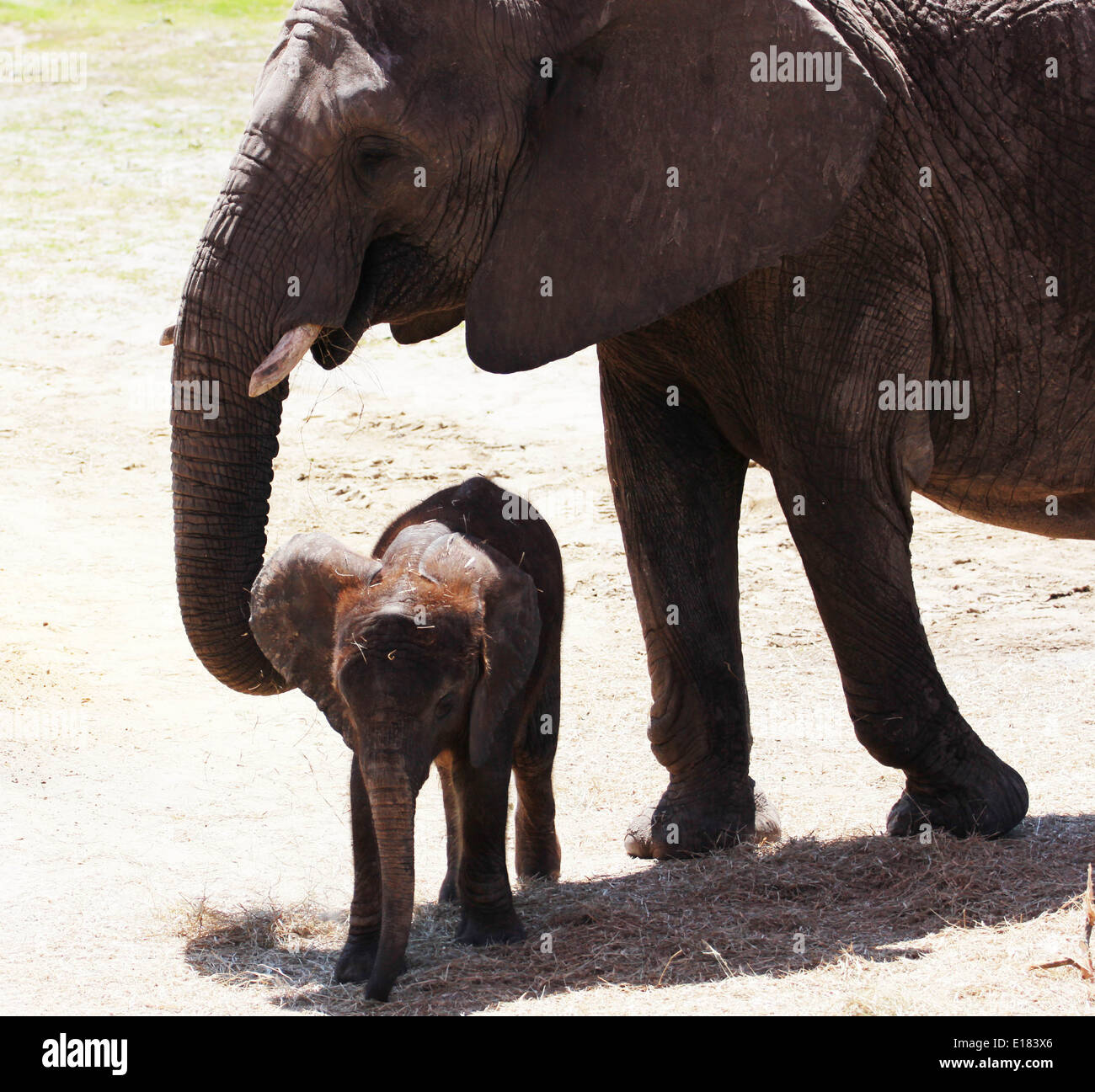AFRICAN ELEPHANT AND CALF Stock Photo - Alamy