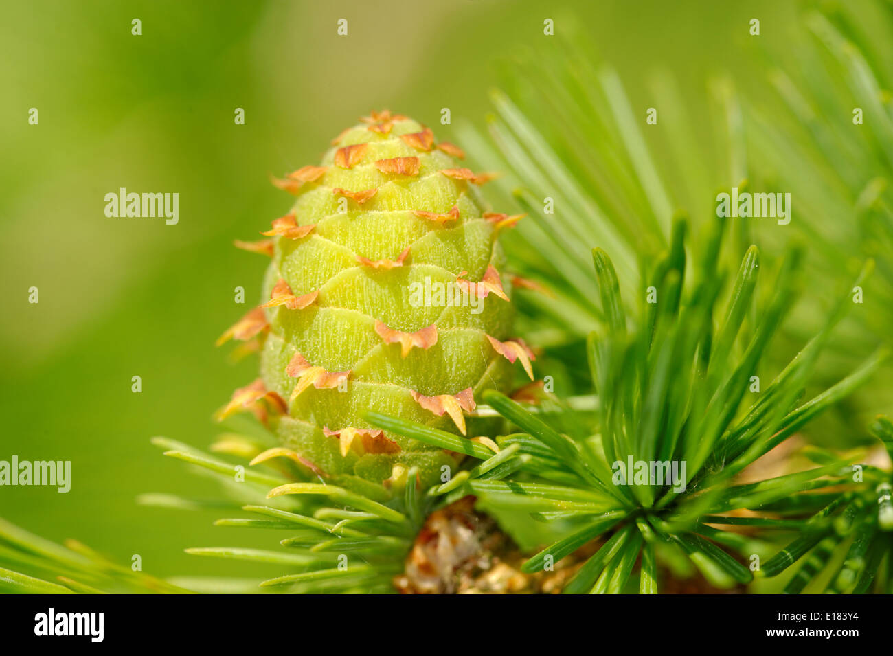 Cone of tree hi-res stock photography and images - Alamy