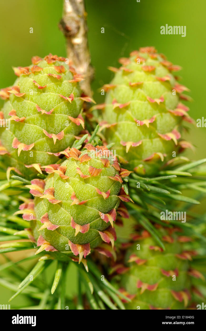 Ovulate cones (strobiles) of larch tree, spring, May Stock Photo - Alamy