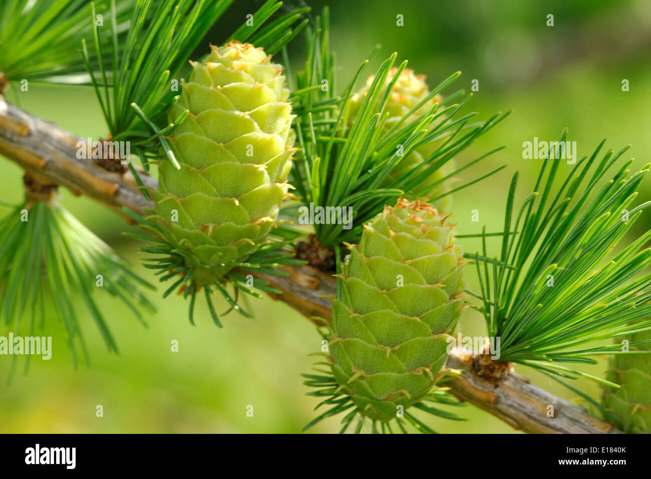 Ovulate cones (strobiles) of larch tree, spring, May Stock Photo - Alamy