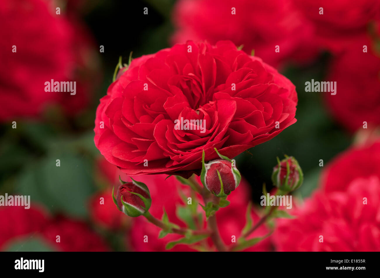 New Rose, Rosa Frilly Cuff launched by Peter Beales Roses Stock Photo ...