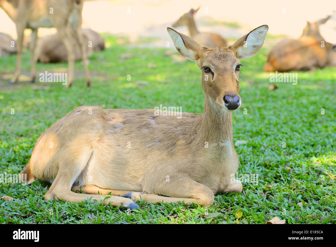 Roe deer animal sitting hi-res stock photography and images - Alamy