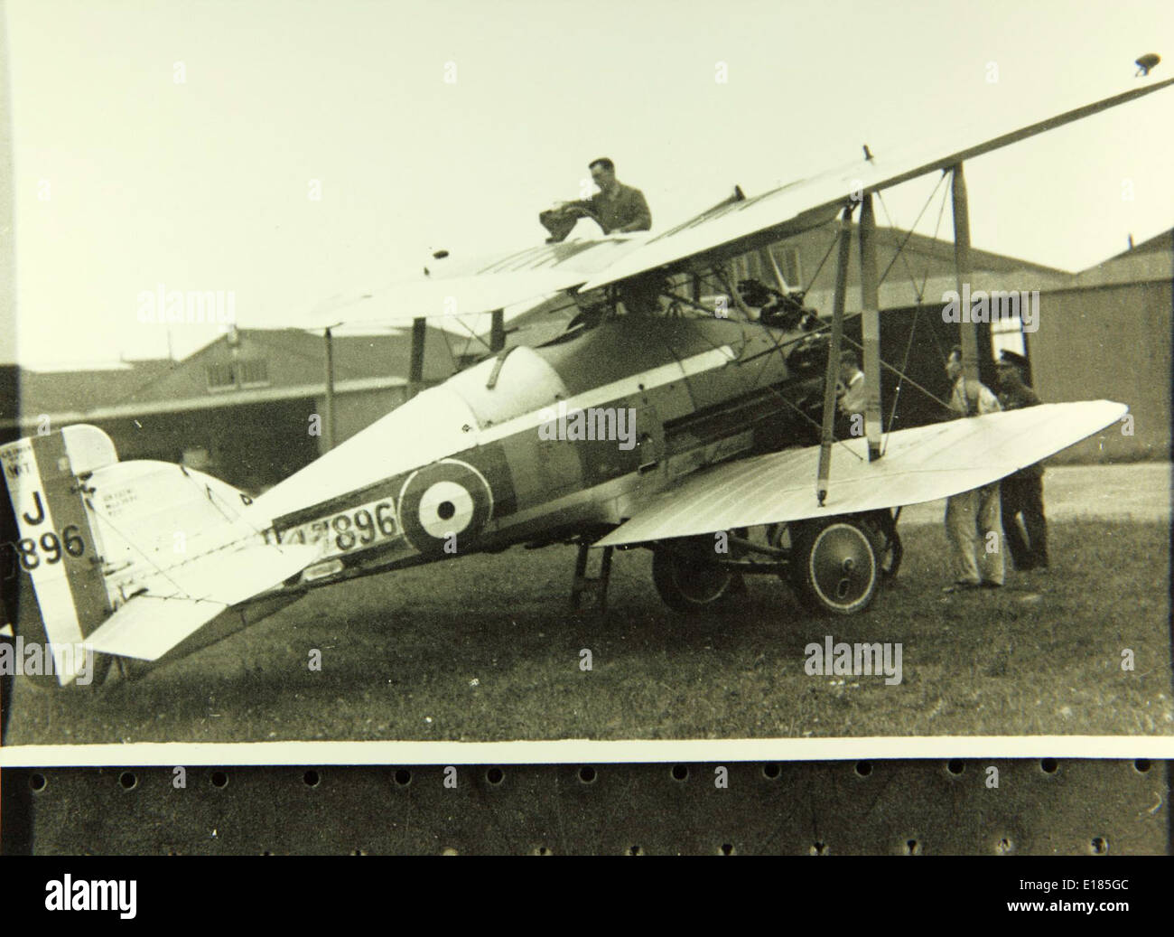 Gloster gamecock hi-res stock photography and images - Alamy