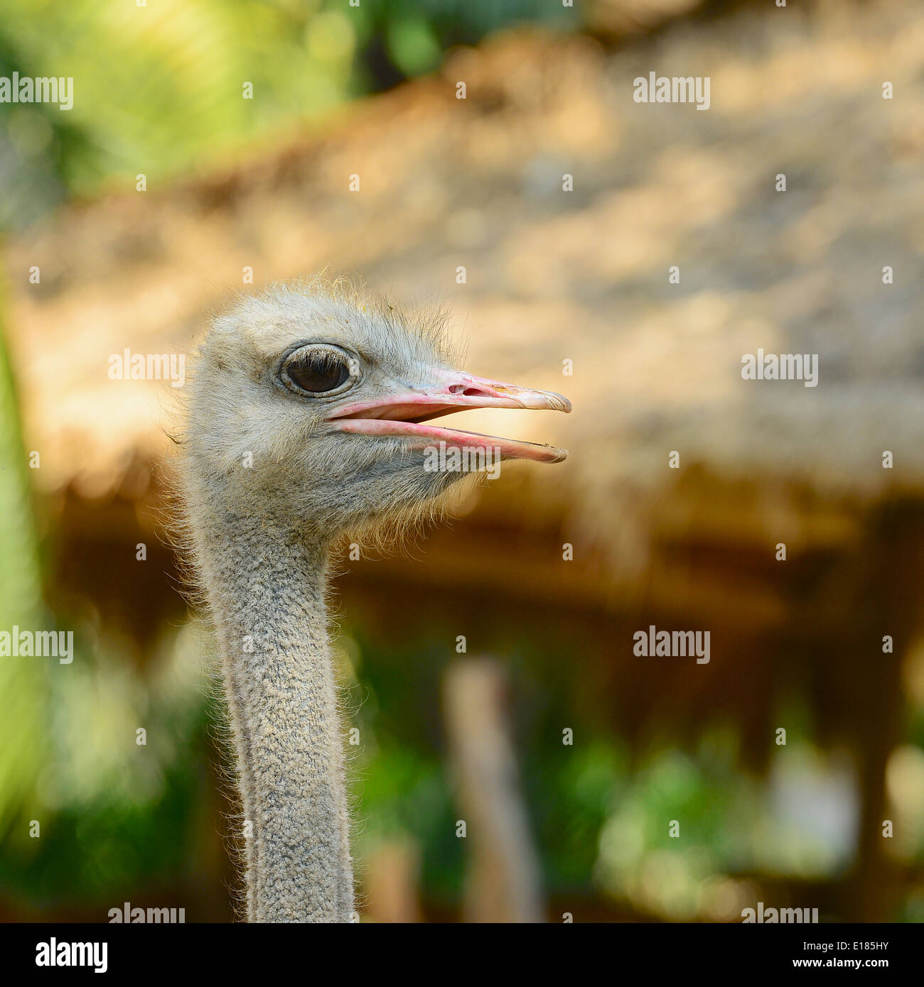 Ostrich zoo hi-res stock photography and images - Alamy