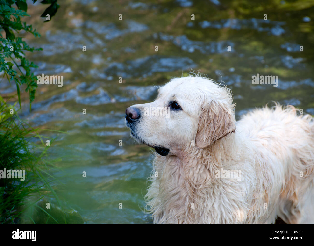 Golden retriever in outside Stock Photo - Alamy