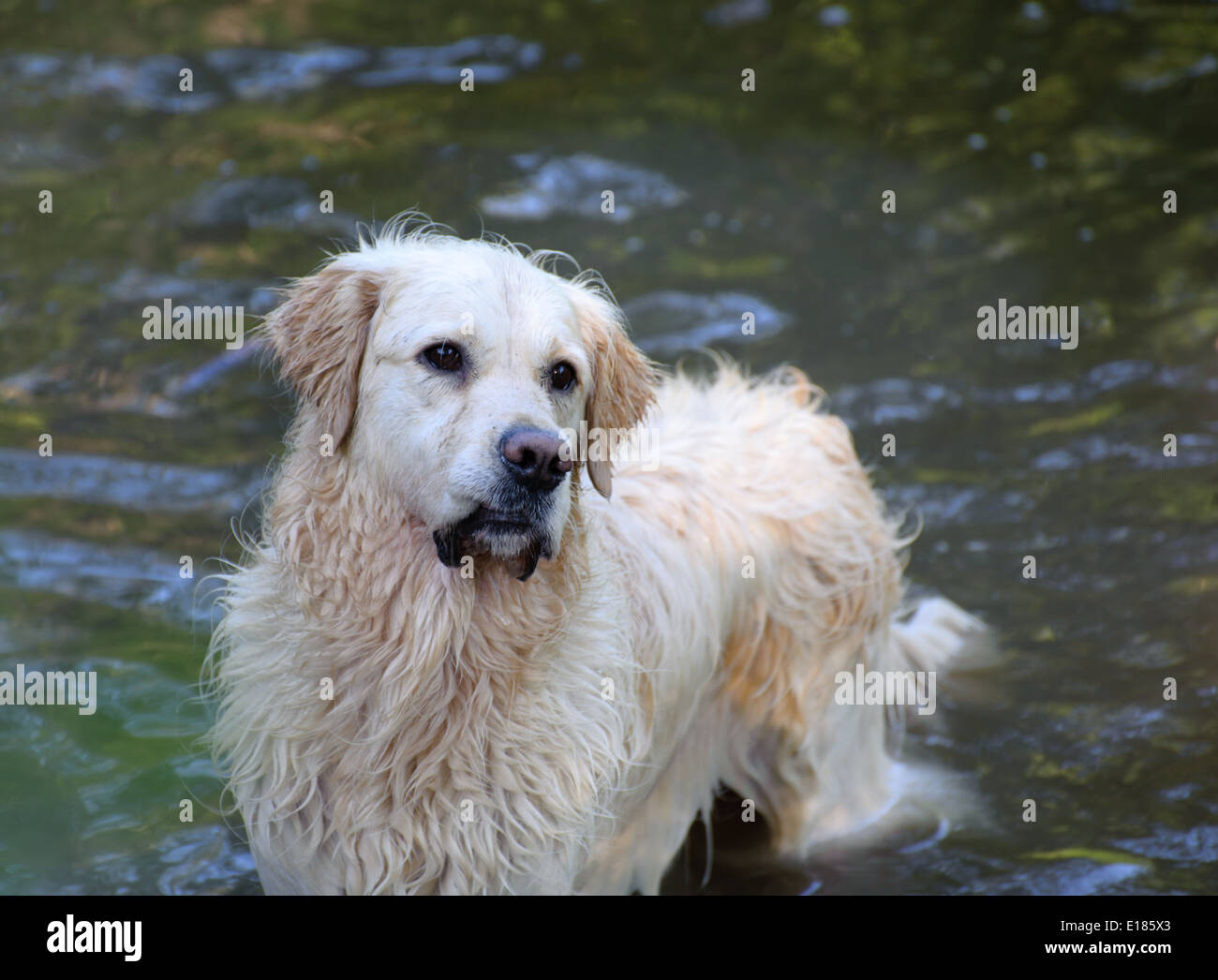 Golden retriever in outside Stock Photo - Alamy