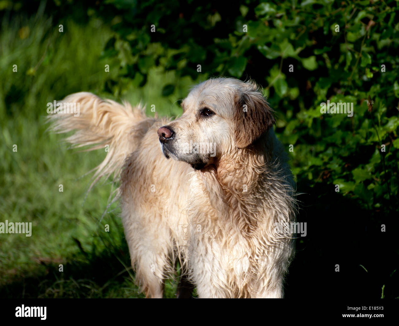 Golden retriever Labrador, nice dog Stock Photo - Alamy