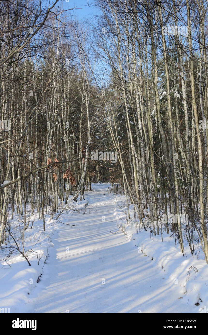 Foot path in the forest hi-res stock photography and images - Alamy