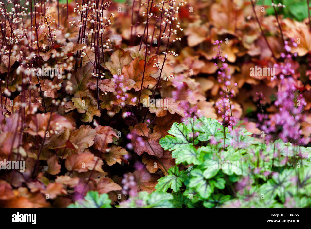 Garden heucheras plants hi-res stock photography and images - Alamy