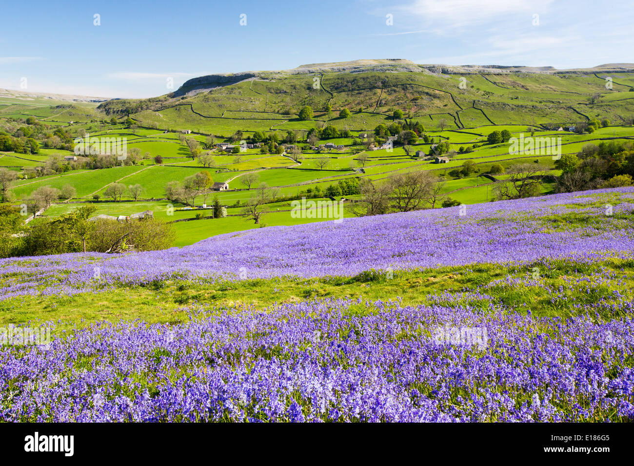 Bluebells growing on a limestone hill in the Yorkshire Dales National ...